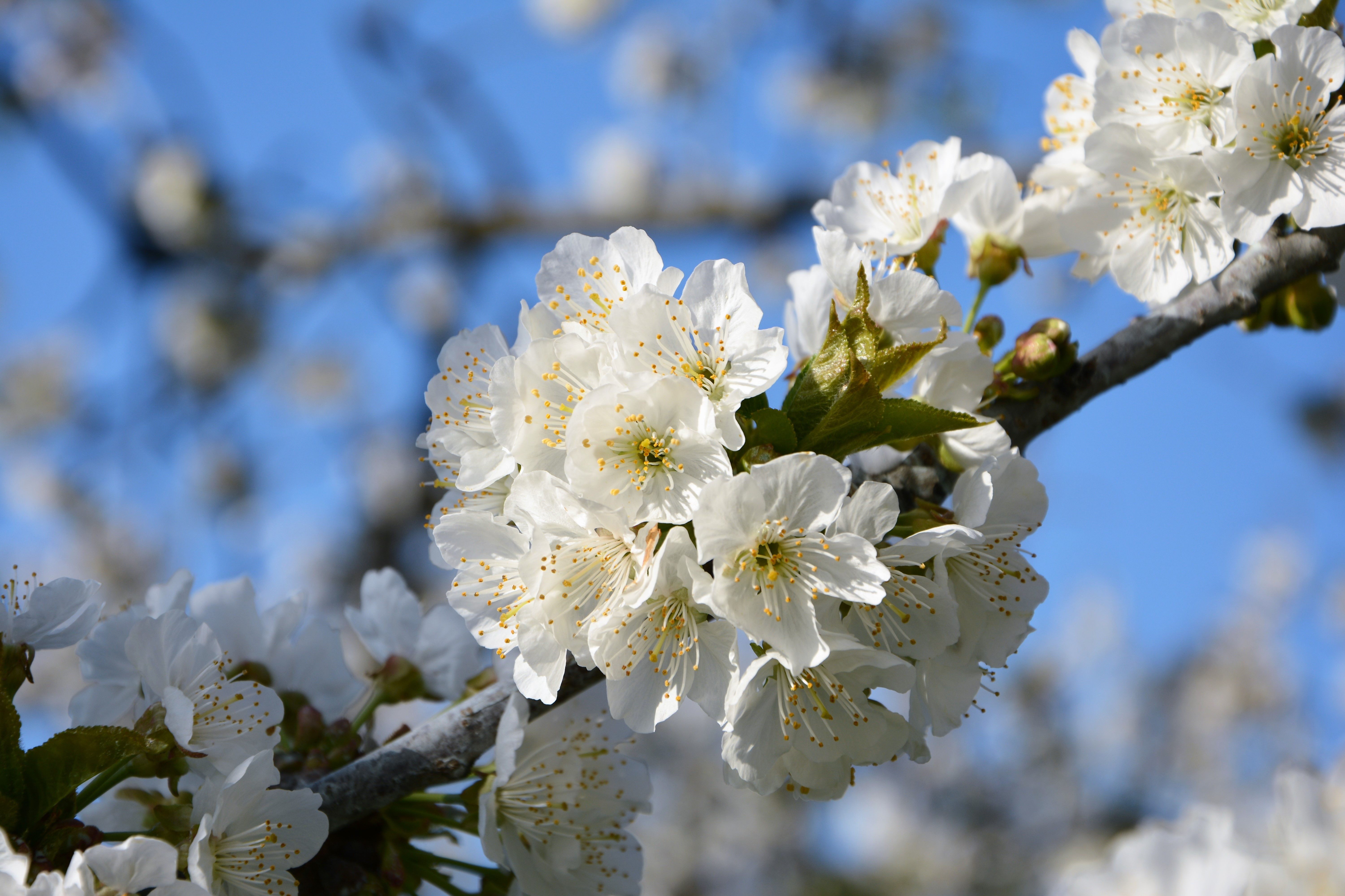 Cherry Flower Sprig free image download