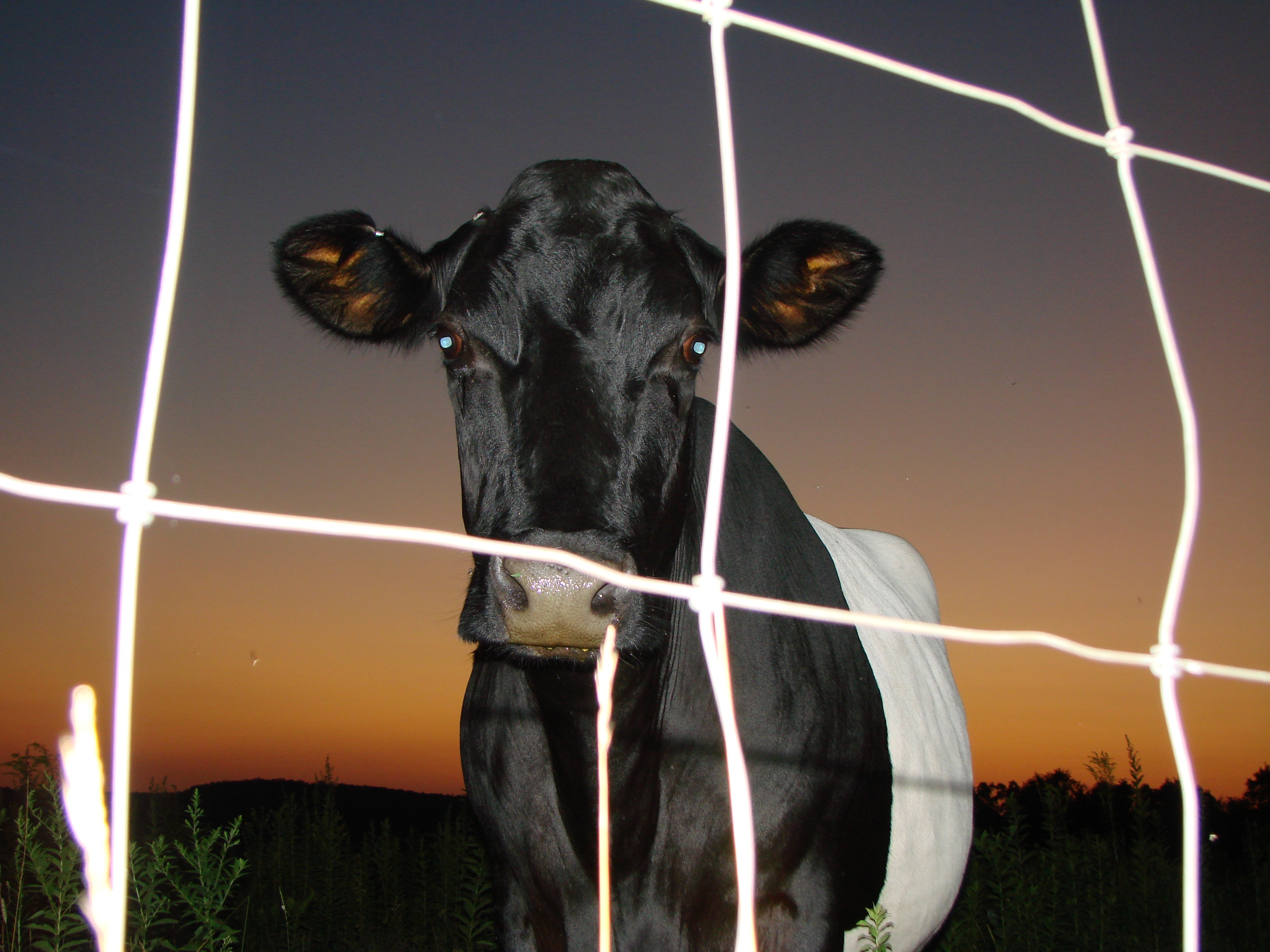 Cow Night Twilight free image download