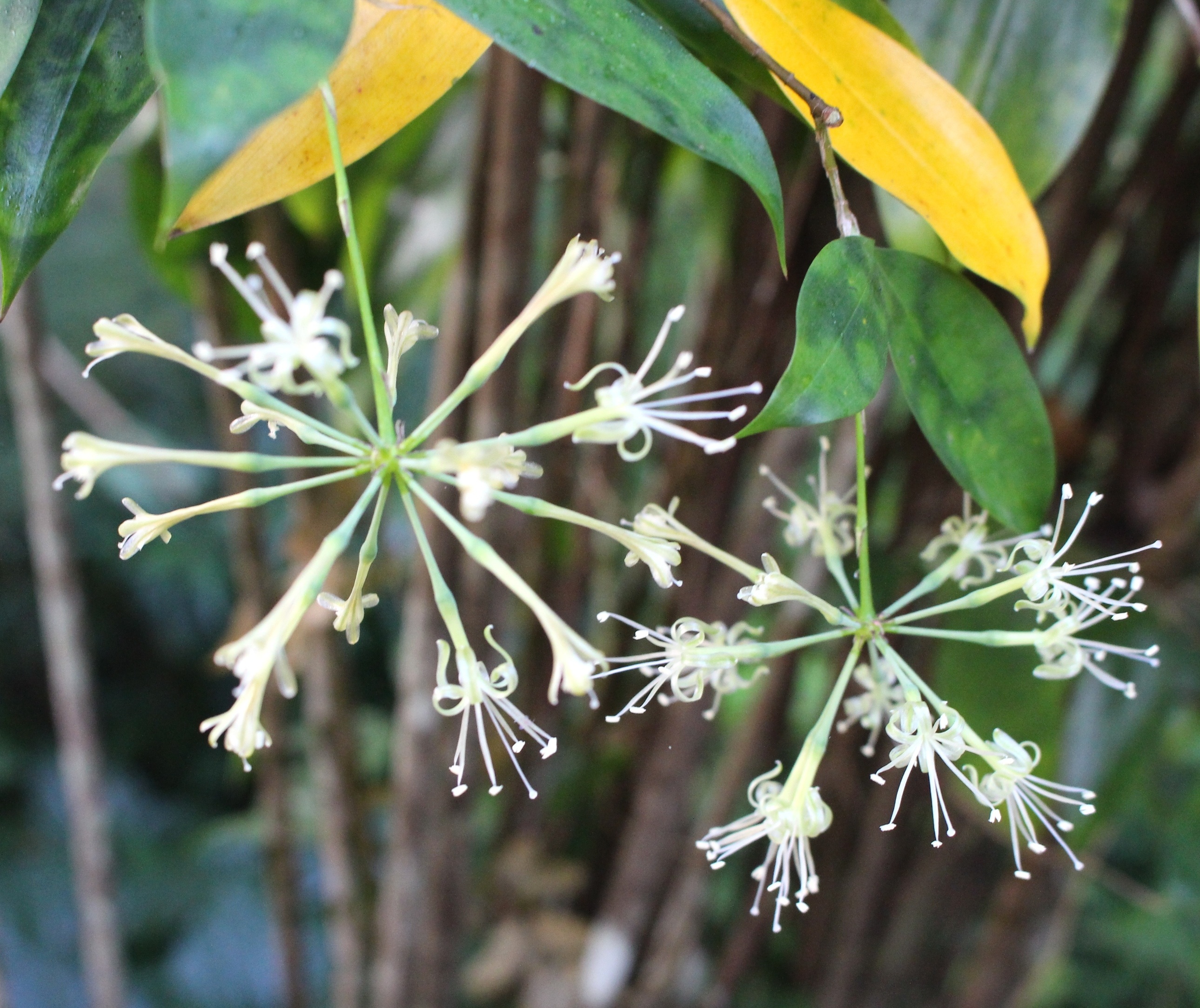 Flower Structure White free image download