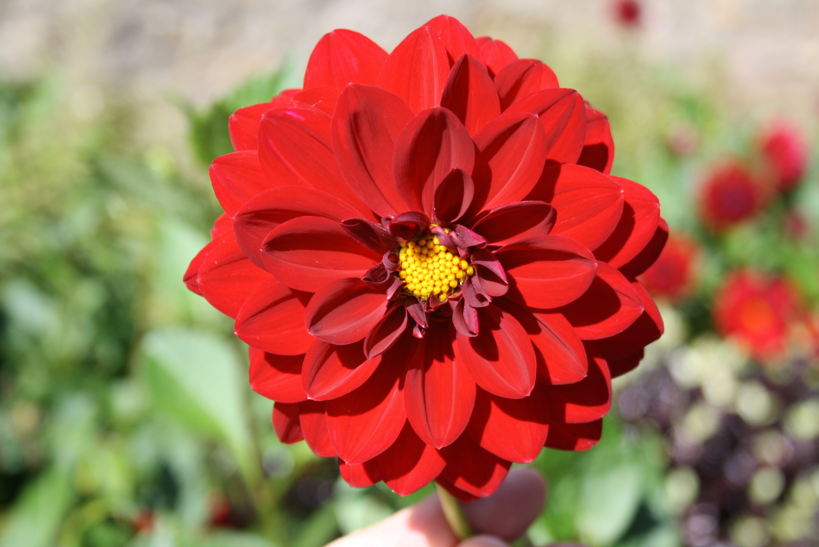 Flower Red Floral free image download