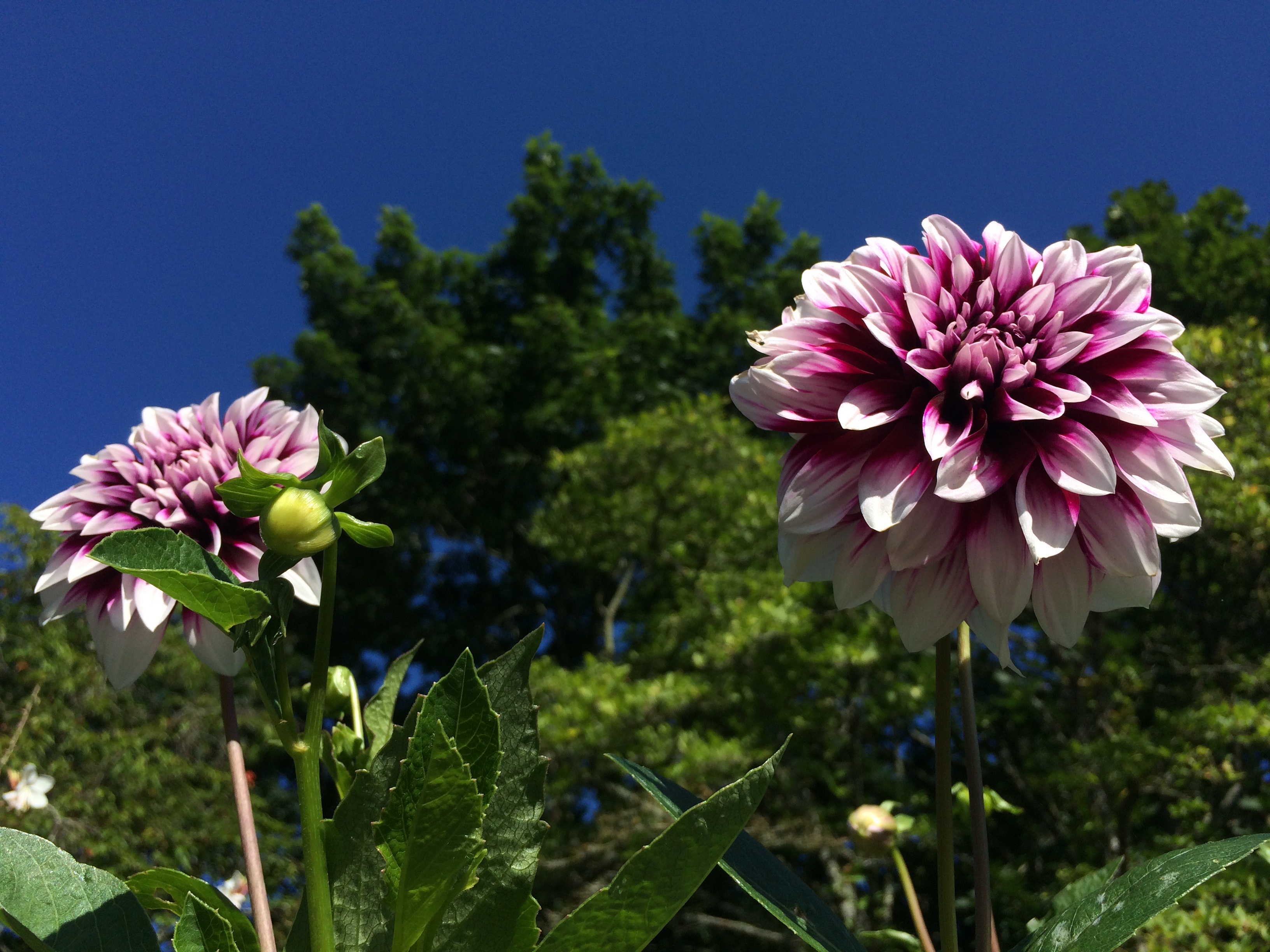 Flower Sky Deep free image download