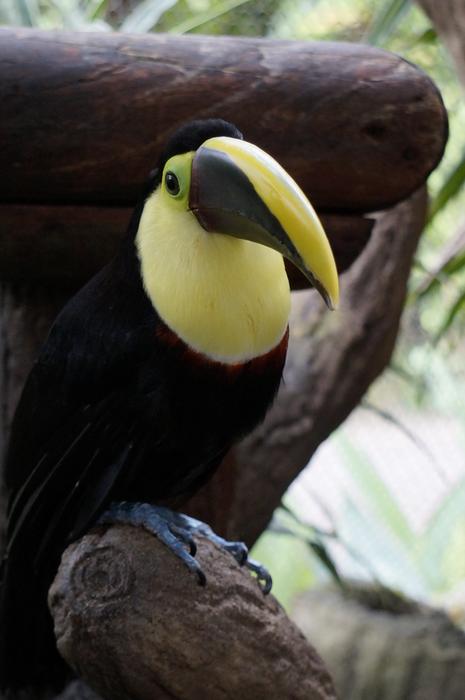 Ave Colors Nature free image download