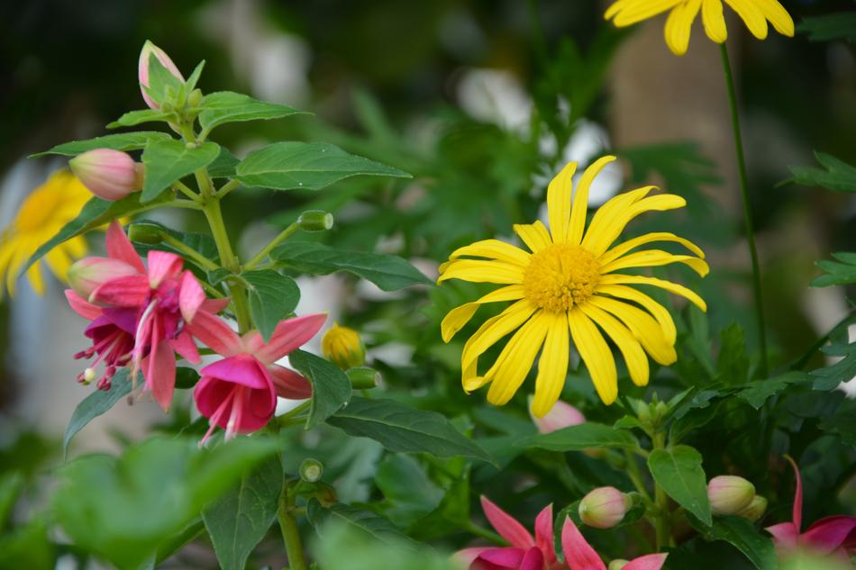 Flowers Solid Colors Bouquet free image download