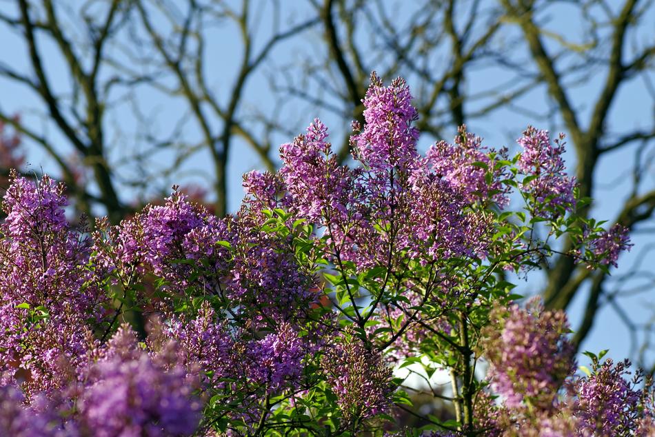 Without Bush Lilac free image download