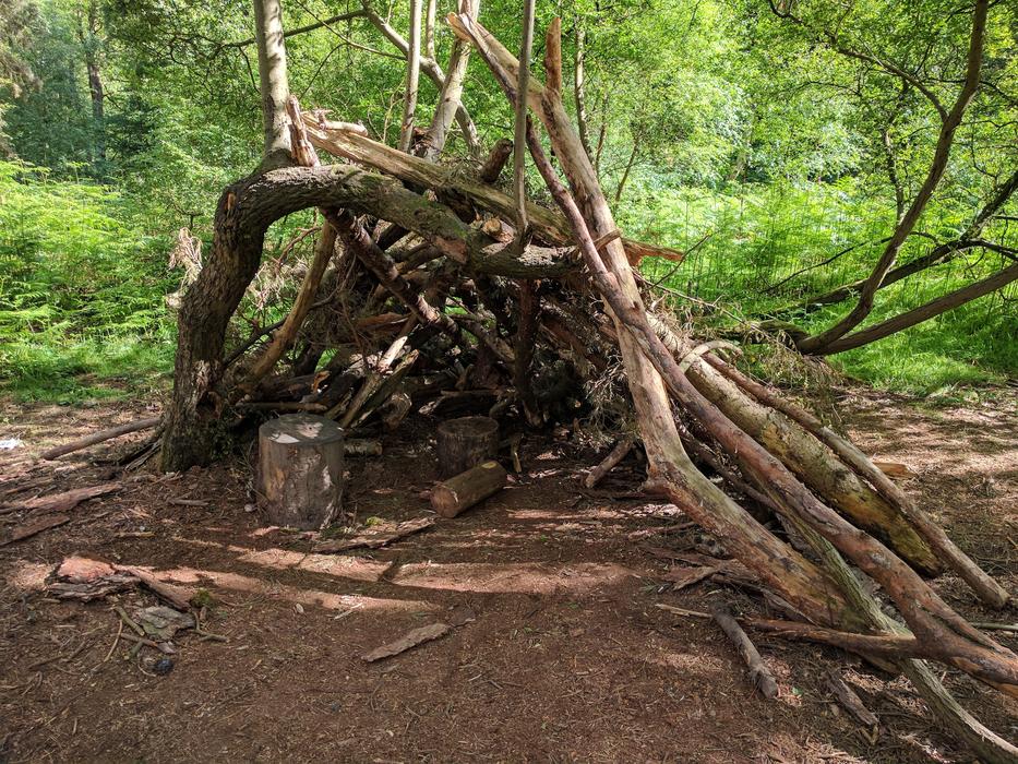 Forest Tree Den free image download