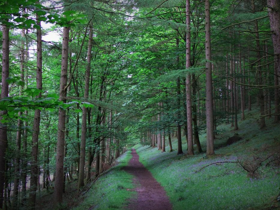 Forest Adventure Quest free image download