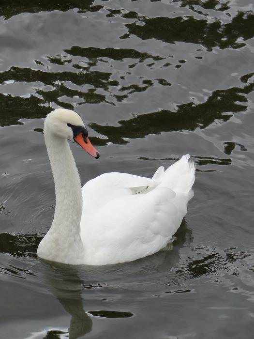 Swan Animals Birds Water free image download