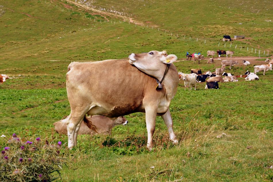 Cow Prato Mountain free image download