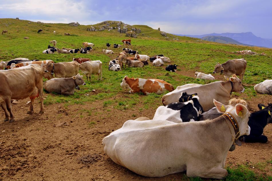 Cow Prato Mountain free image download