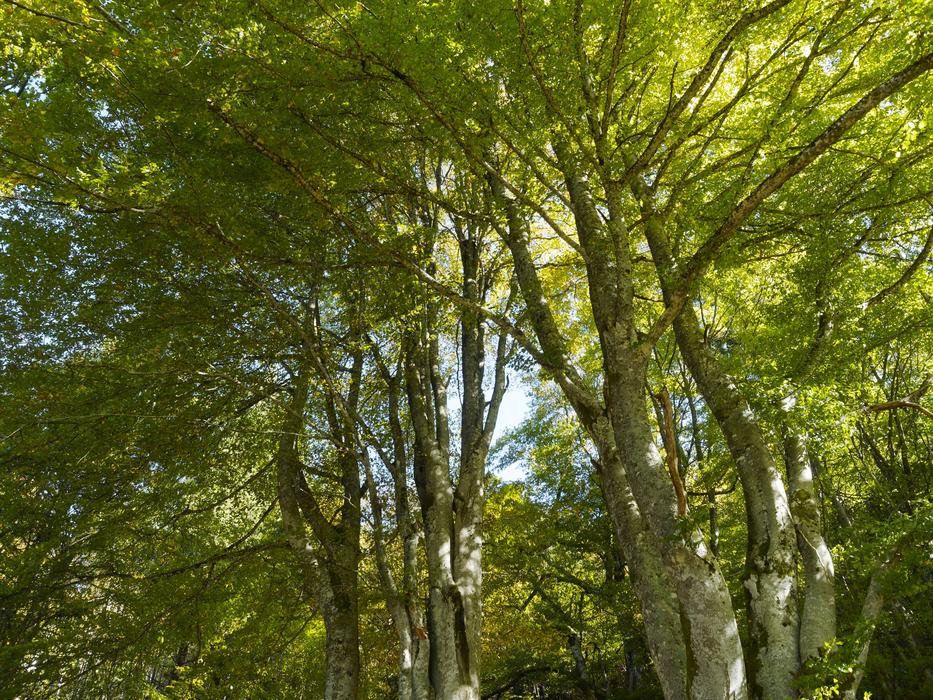 Trees Nature Leaves free image download