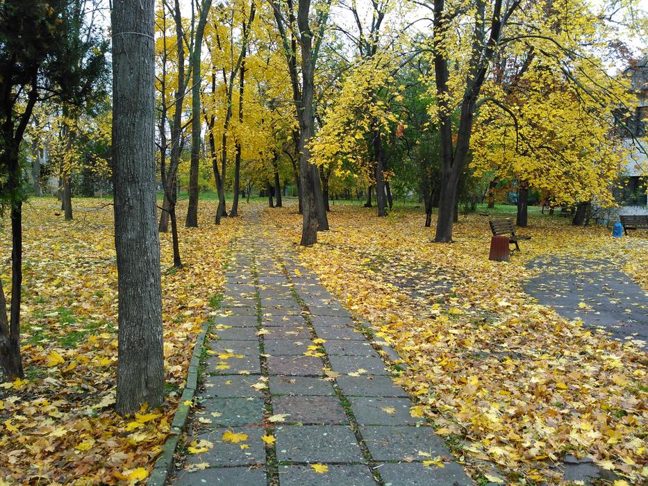 Beautiful orange fall park free image download