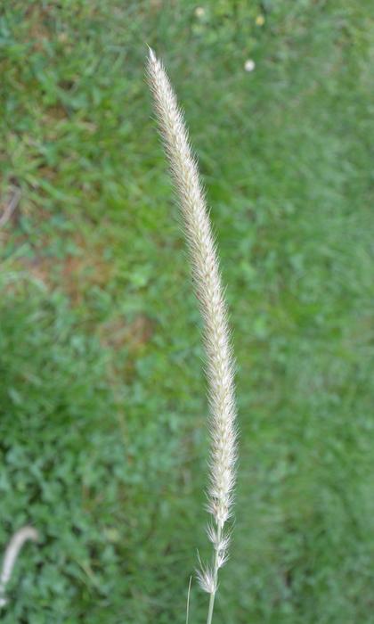 Spikes Nature Wild Plant free image download