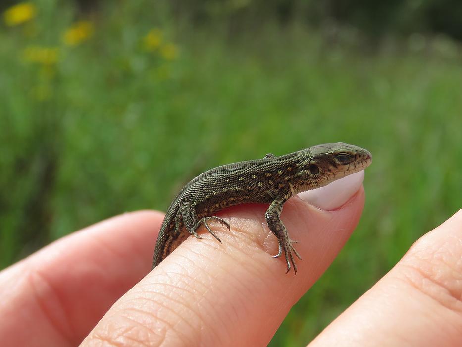 Lizard Reptiles Creeping Things free image download