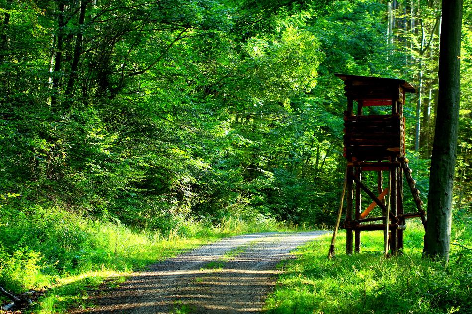 Forest Hunting Delight free image download