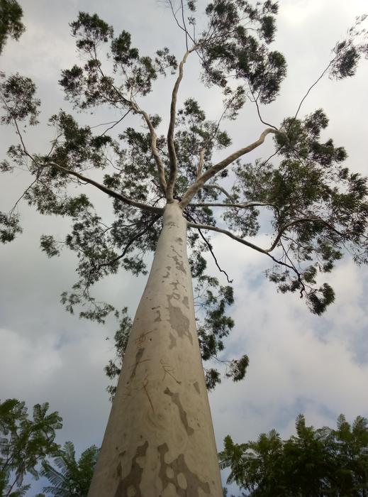 Tree Bottom view free image download