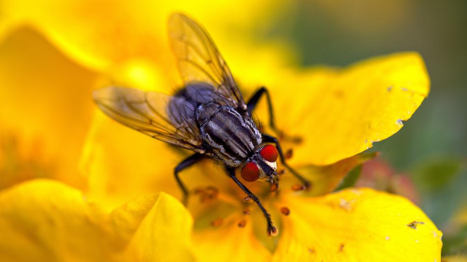 Fly Flower Macro free image download
