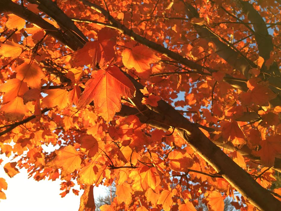 Fall Autumn Season free image download