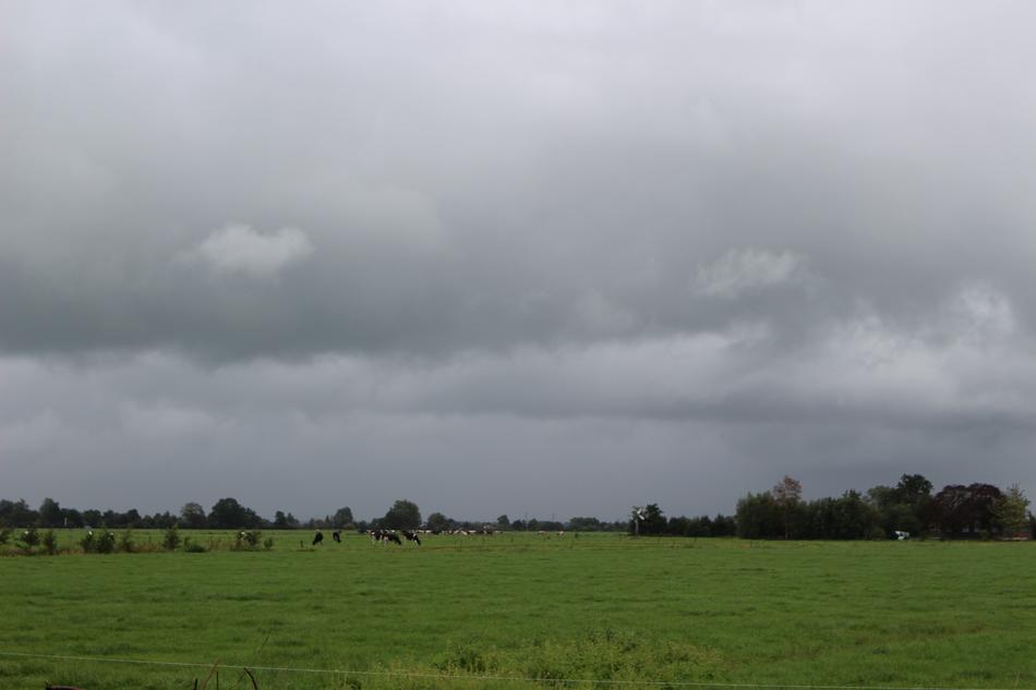 Pasture Netherlands Landscape free image download