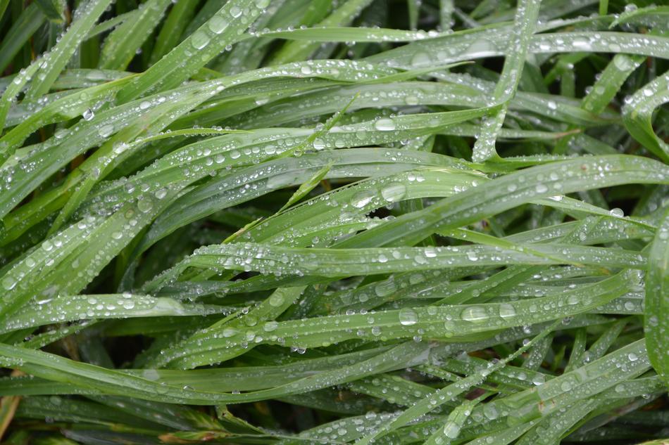 Herbs Water Wet Grass free image download