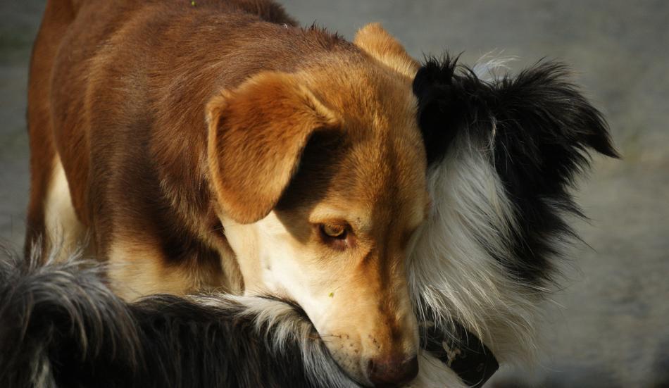 Dogs Nature Fauna free image download