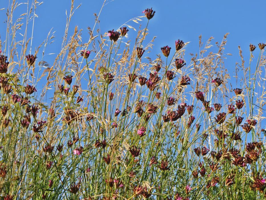 Golden Autumn flowers free image download