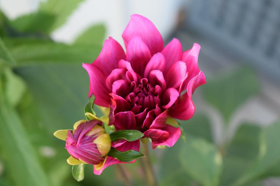 Dalia Summer Flower free image download