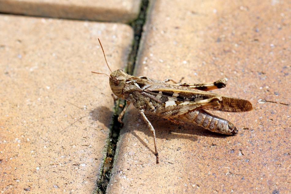 Toad The Domain Grasshopper free image download