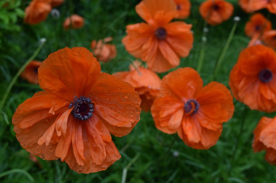 Orange Poppies free image download