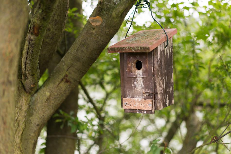 Aviary Forest Tree free image download