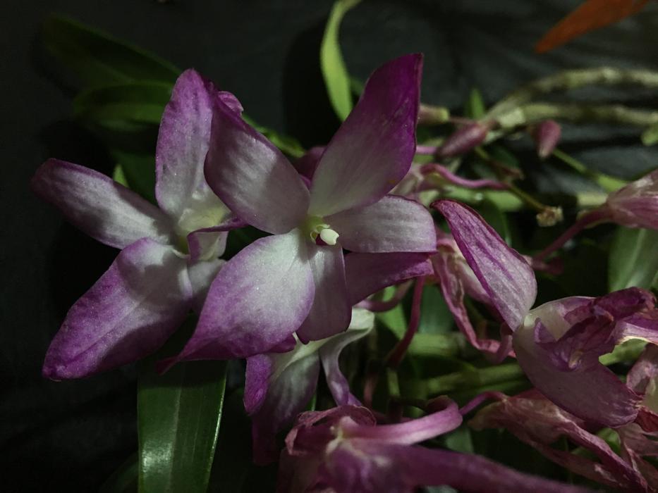 Orchid Withered Flower free image download