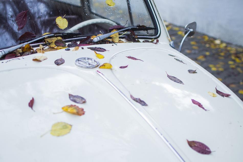 Leaves Car Leaf free image download