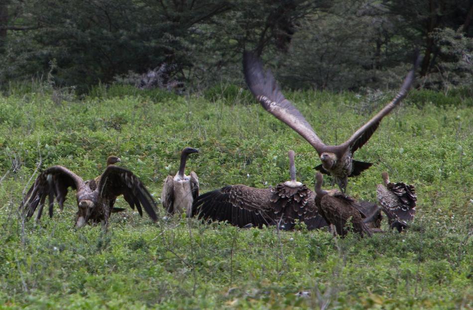 Vulture Kill Nature free image download