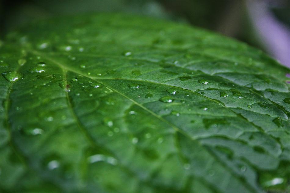 Leaf Raindrop Nature free image download