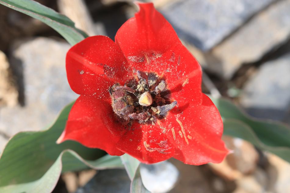 Green Red Flower free image download