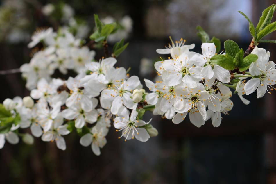 Flowers Bloom Tree free image download
