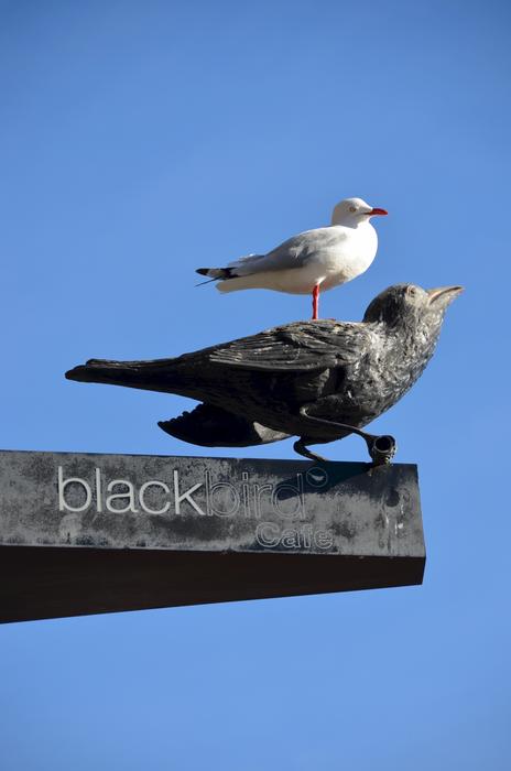 Bird on a cafe sign free image download