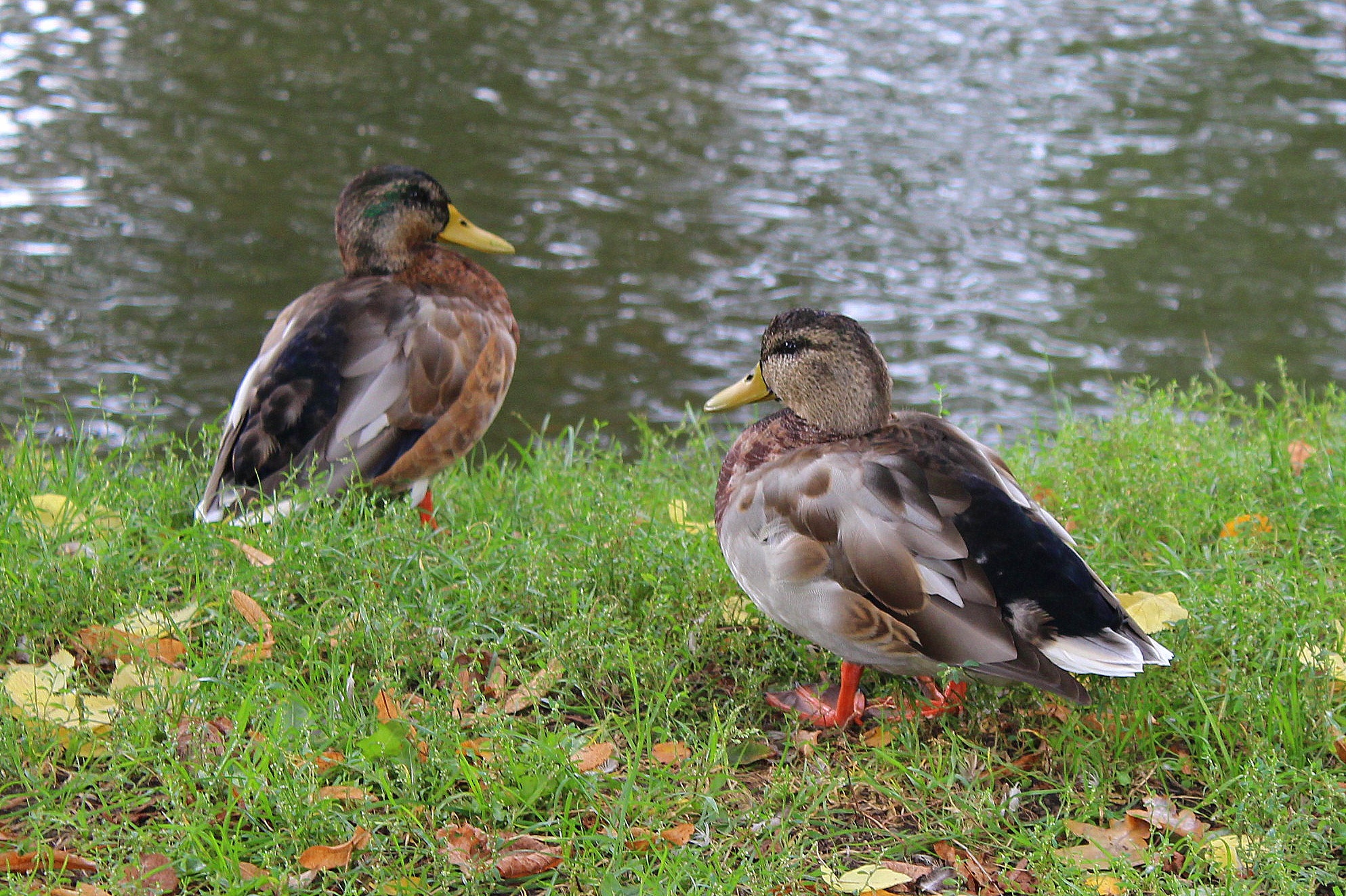 Para Wild Ducks Mallard Duck free image download