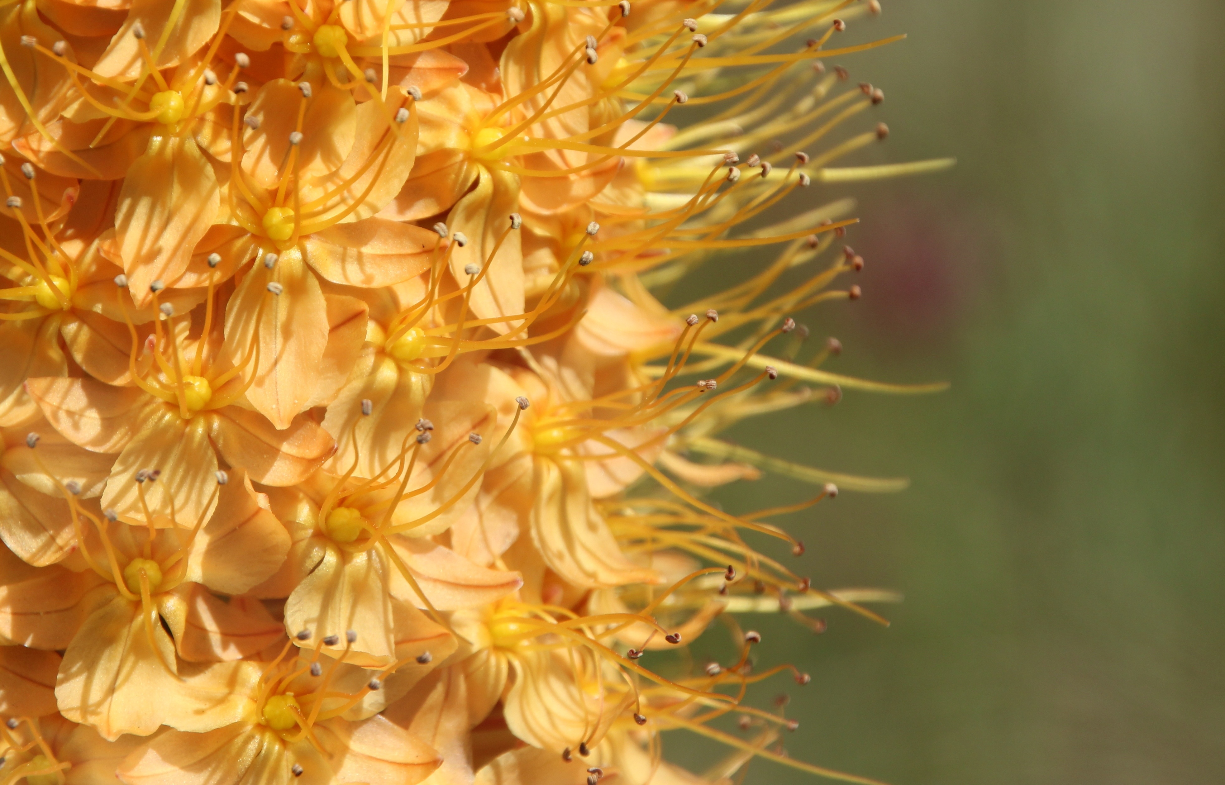 Flower Yellow Blossom free image download