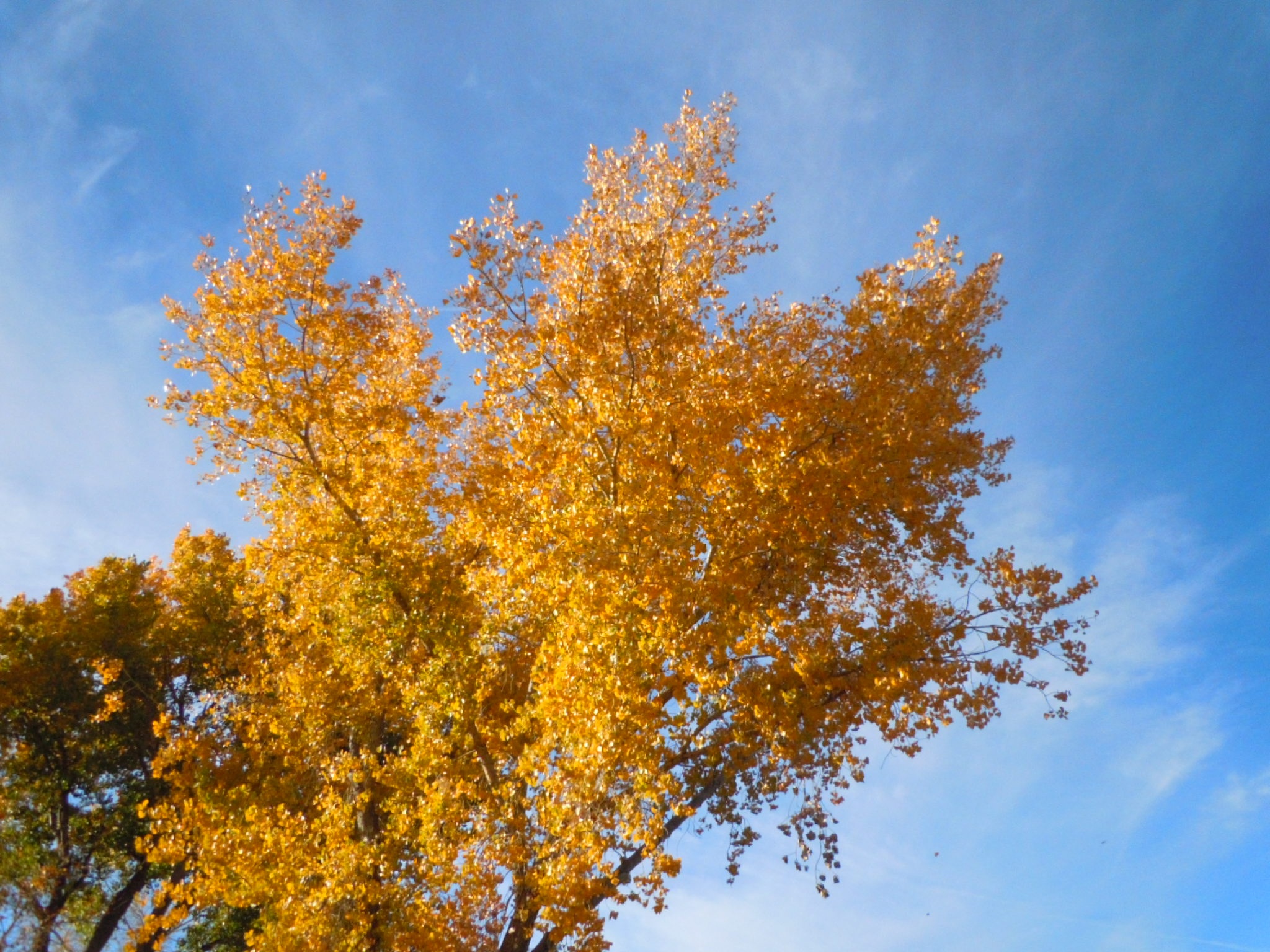 Autumn Fall Foliage free image download