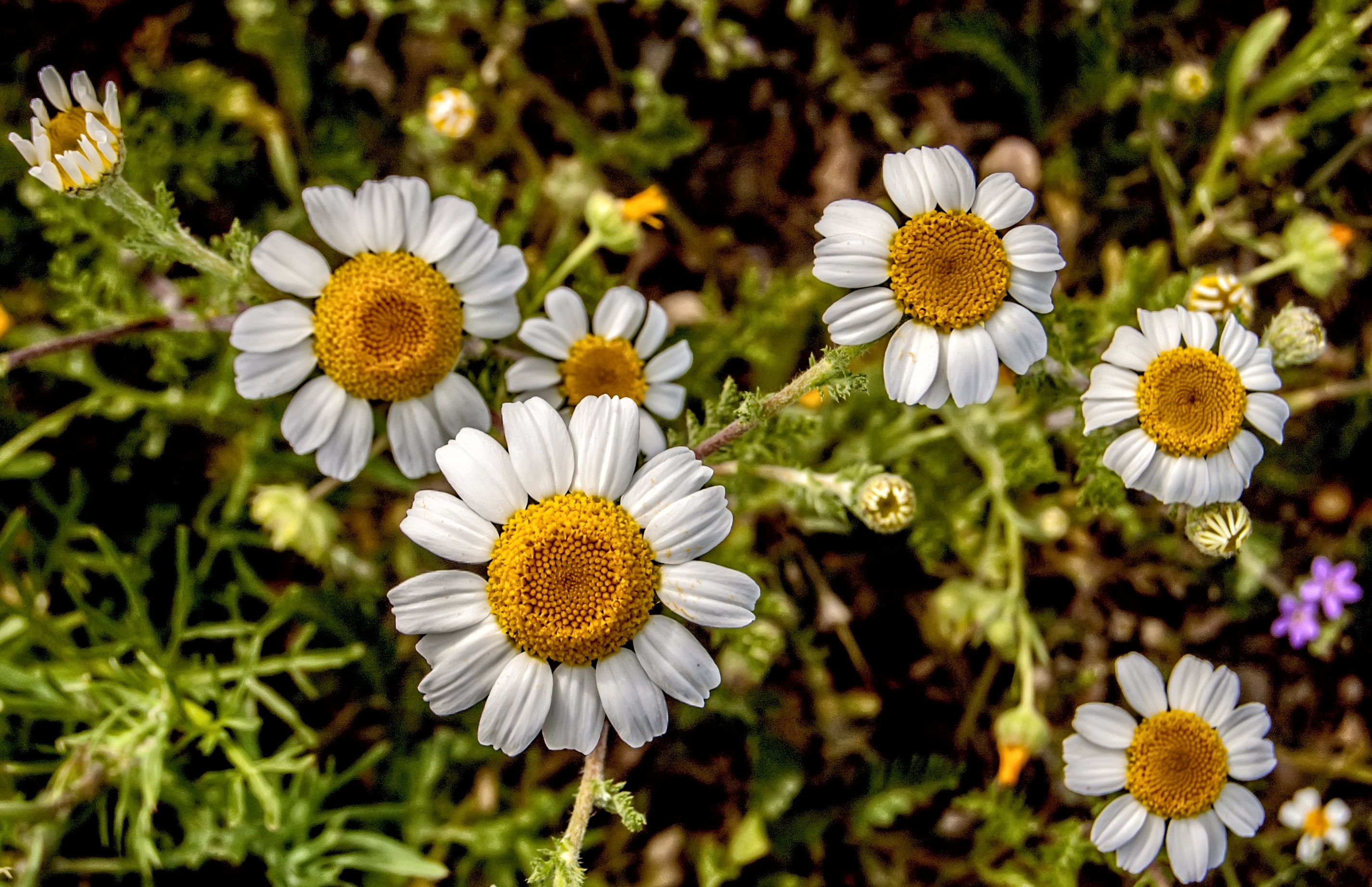 Nature Wild Flowers Plants free image download