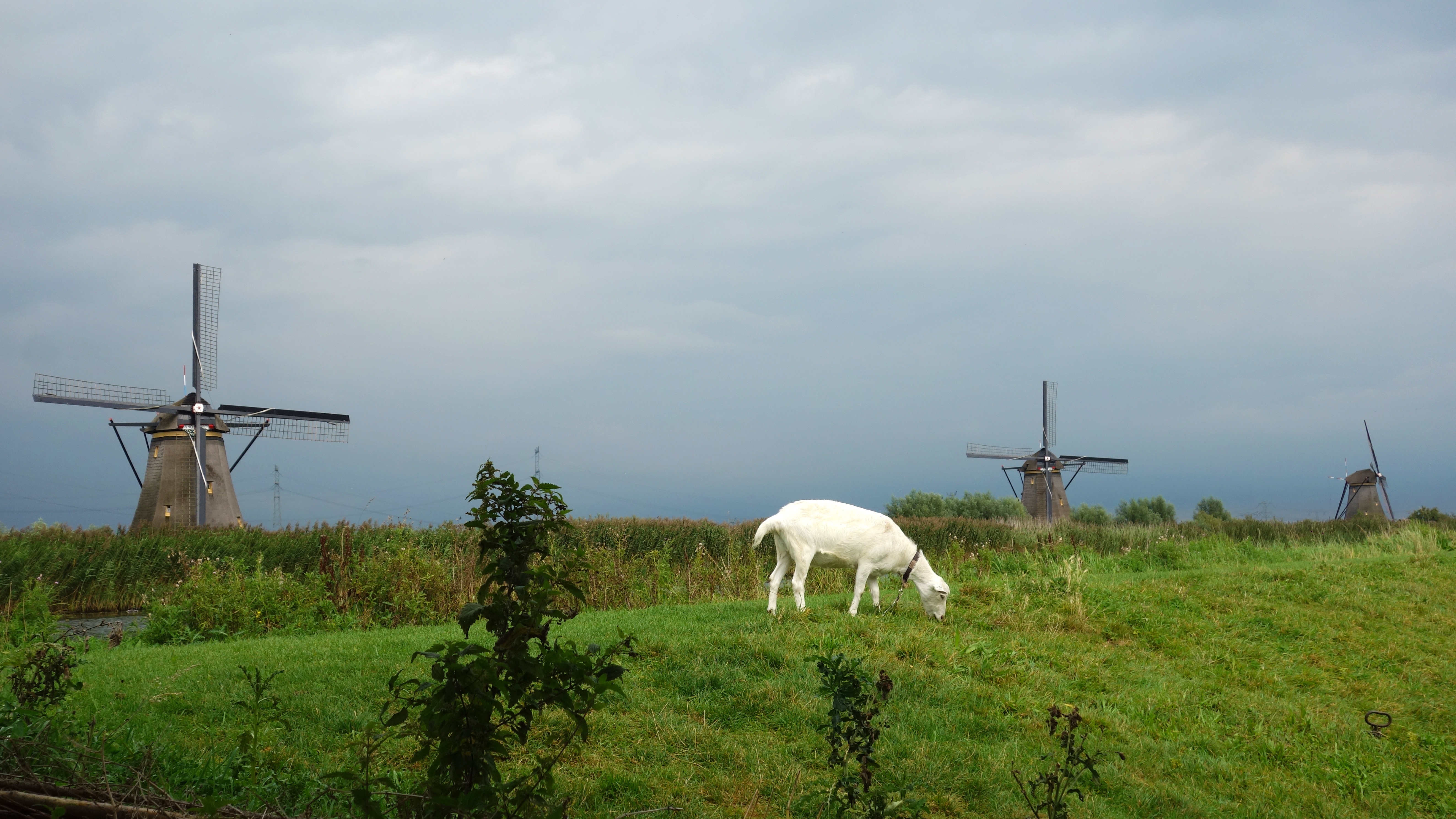 Goat Mill Wind free image download