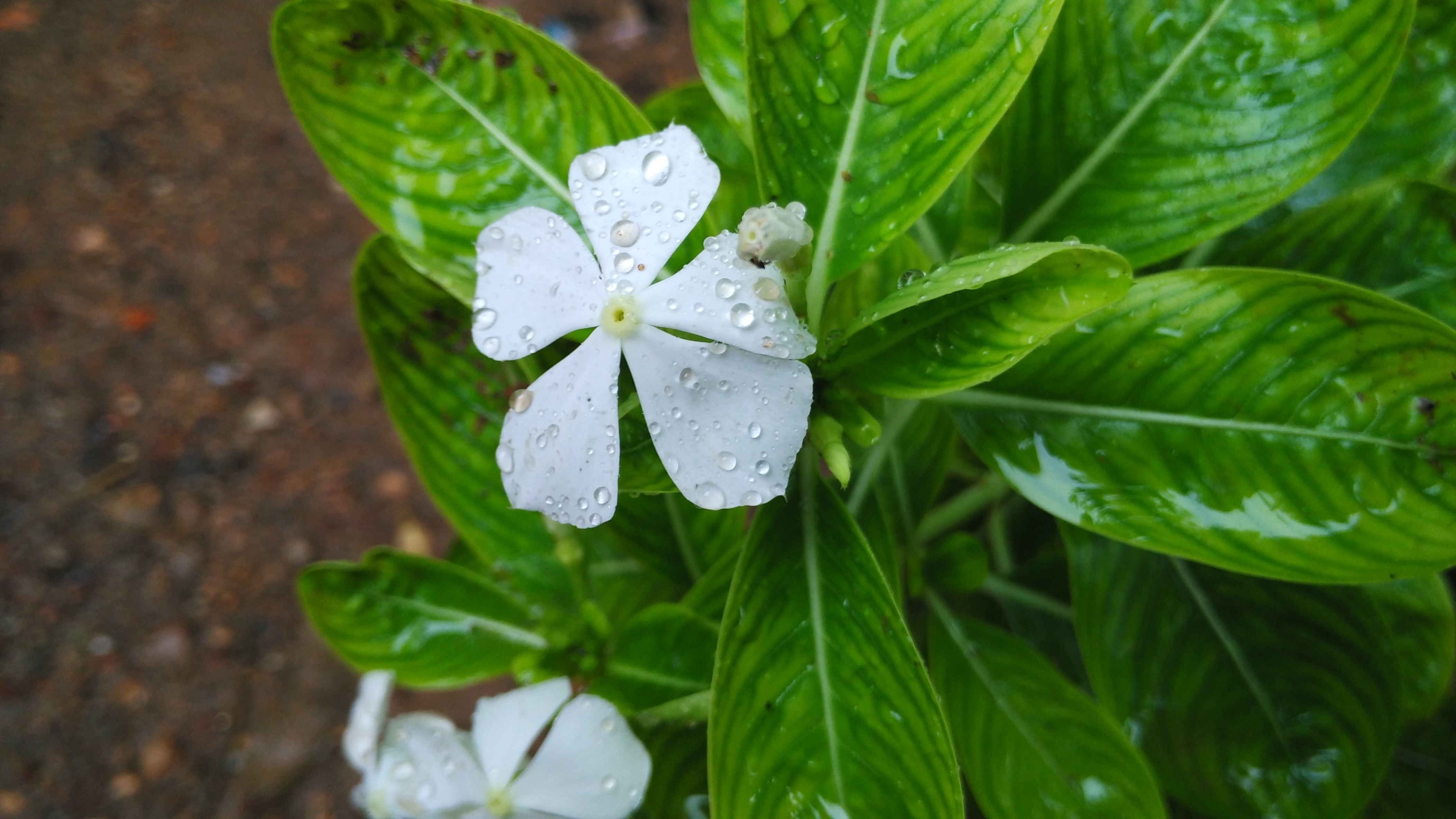 Fresh Flower free image download