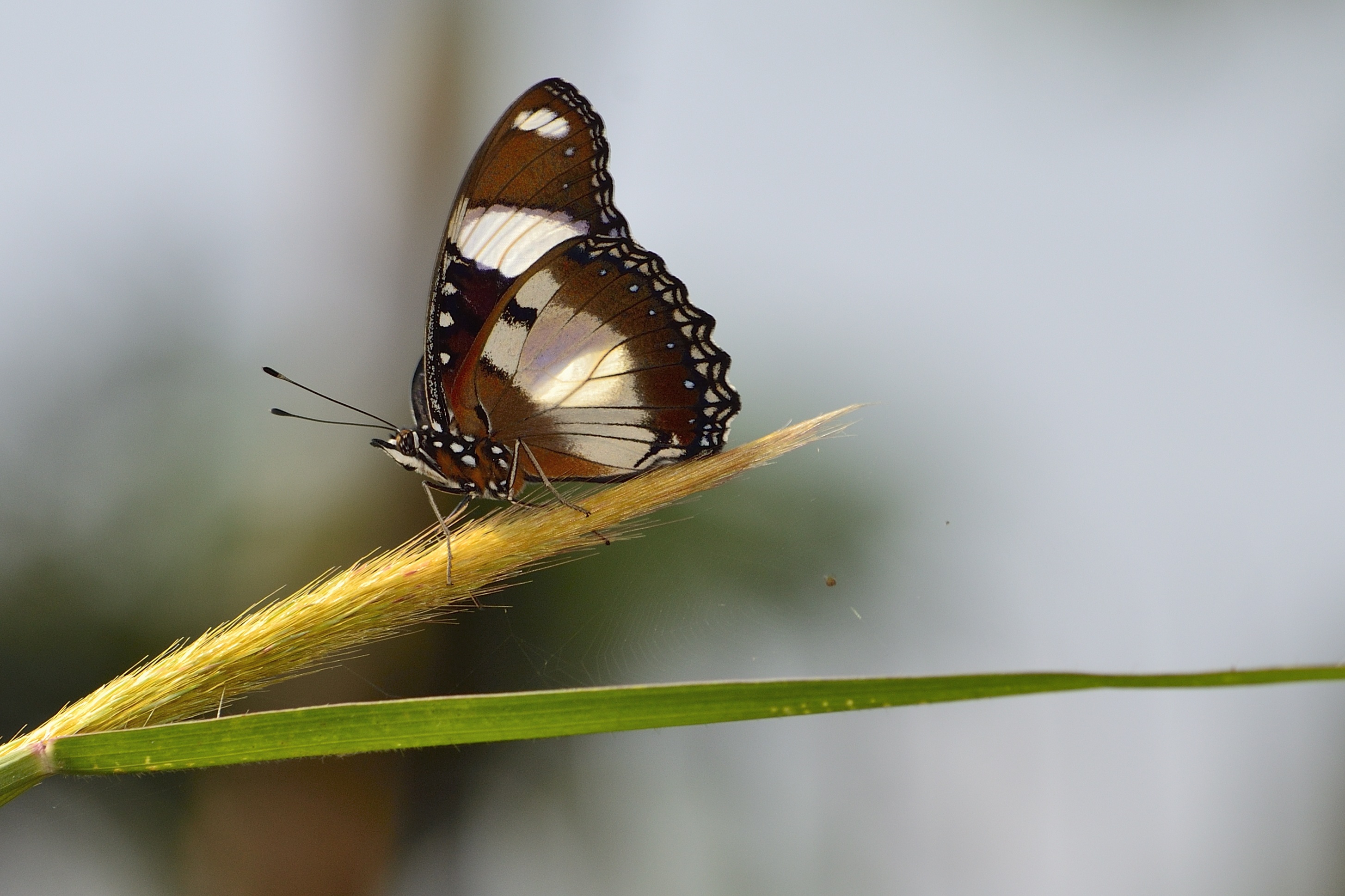 Butterfly Wildlife Nature free image download
