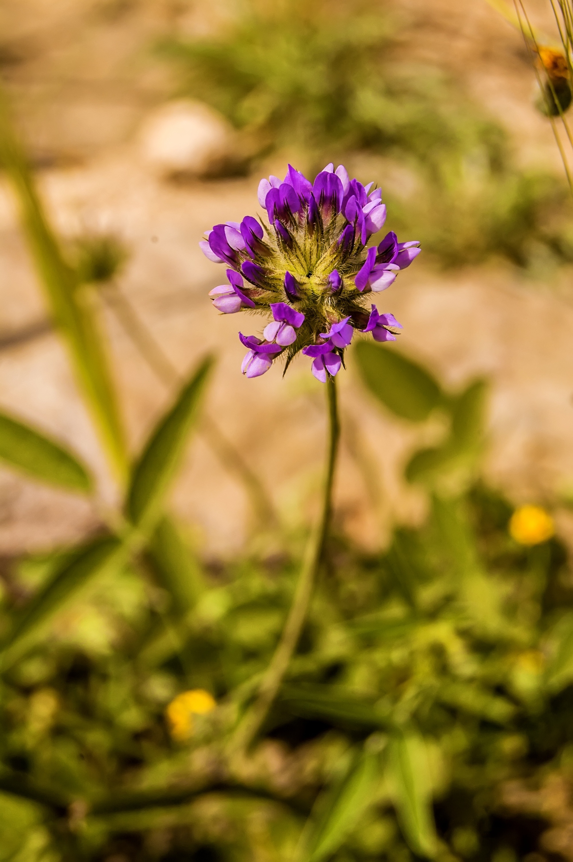 Nature Plant Wildlife Wild Flowers free image download