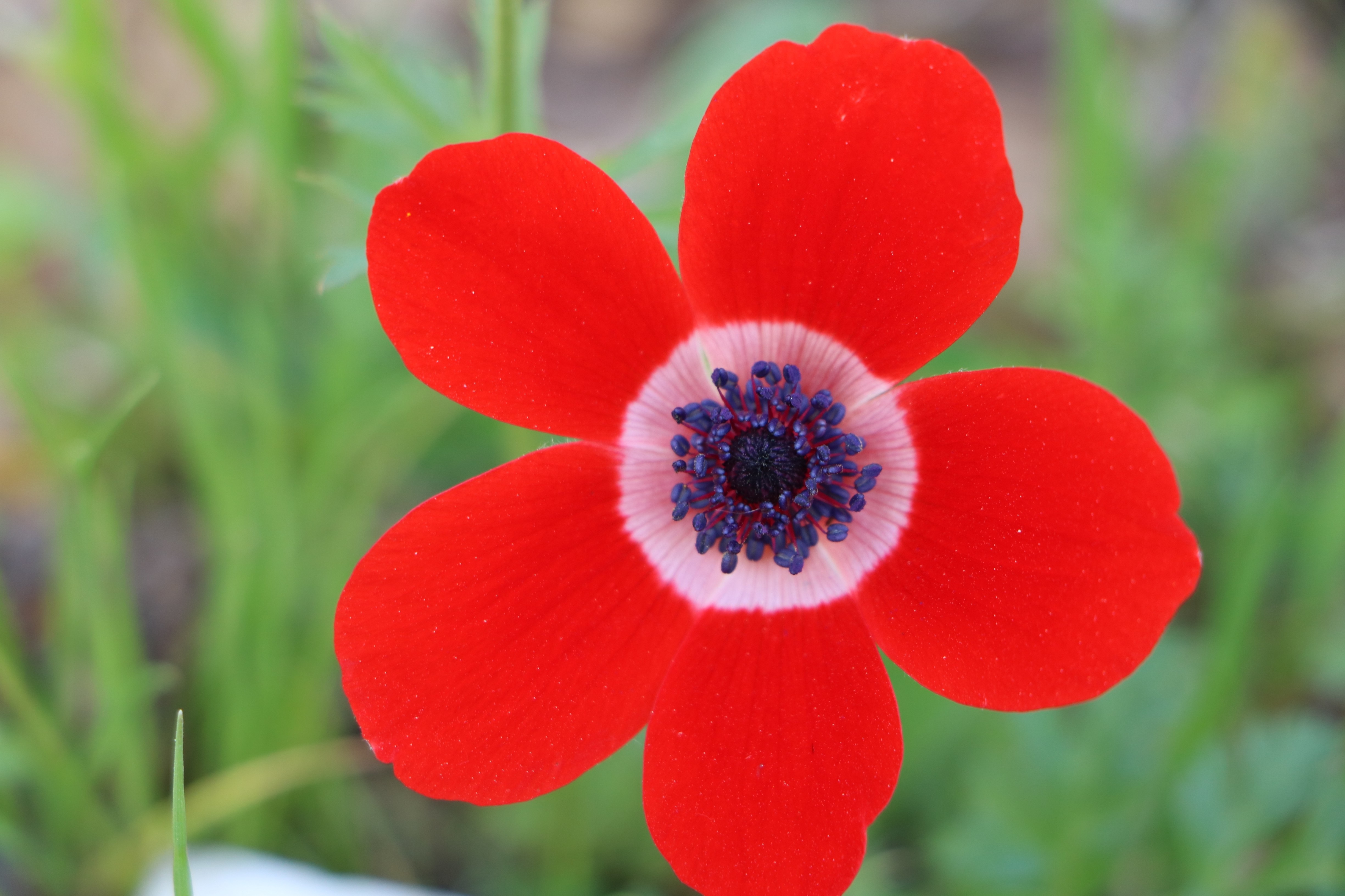 Anemone Flower free image download