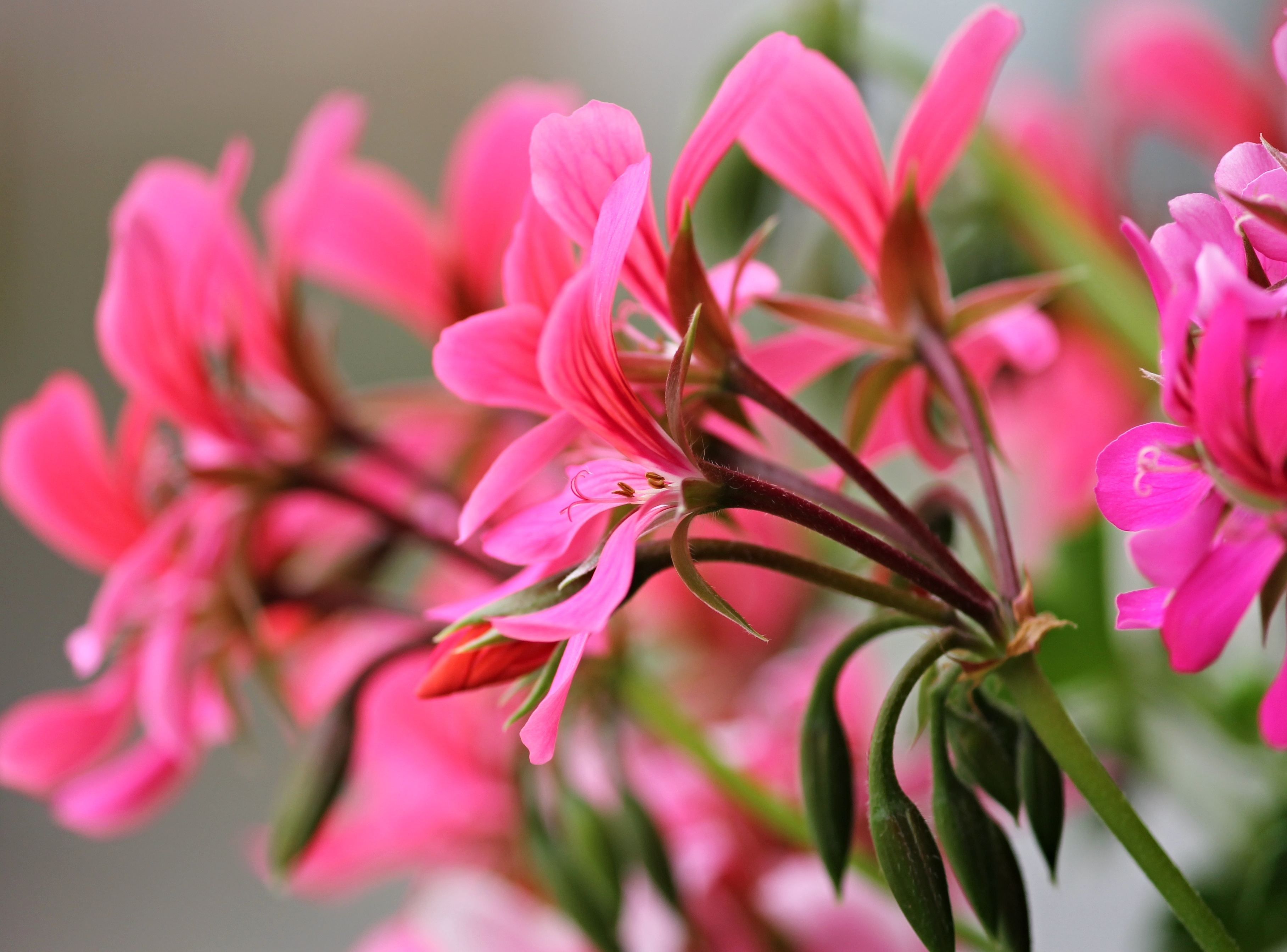 Geranium Flowers Balcony Plant free image download