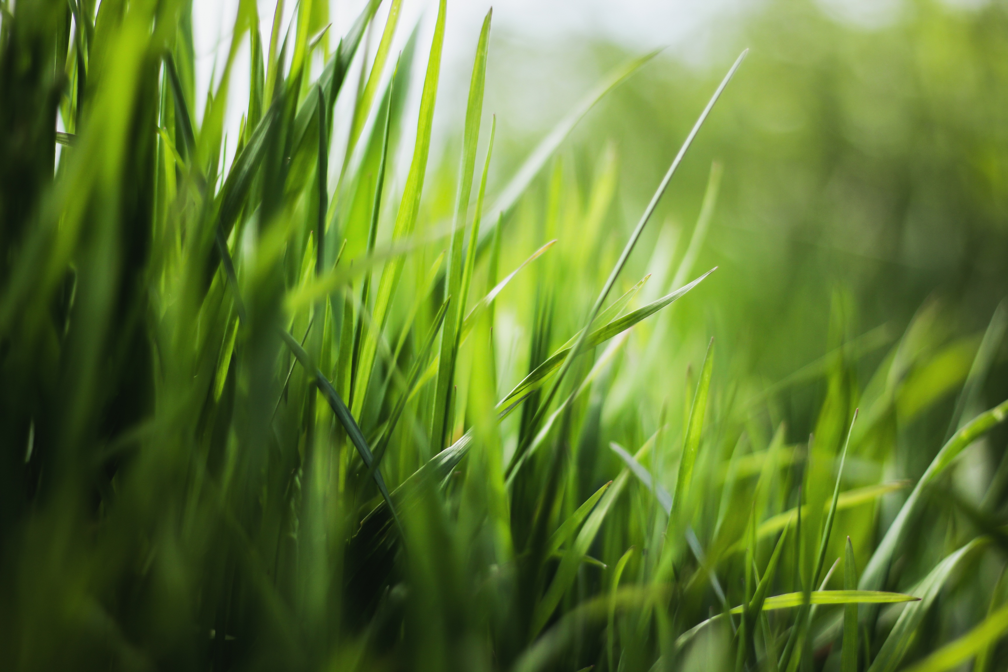 Grass Nature Green Blades Of free image download