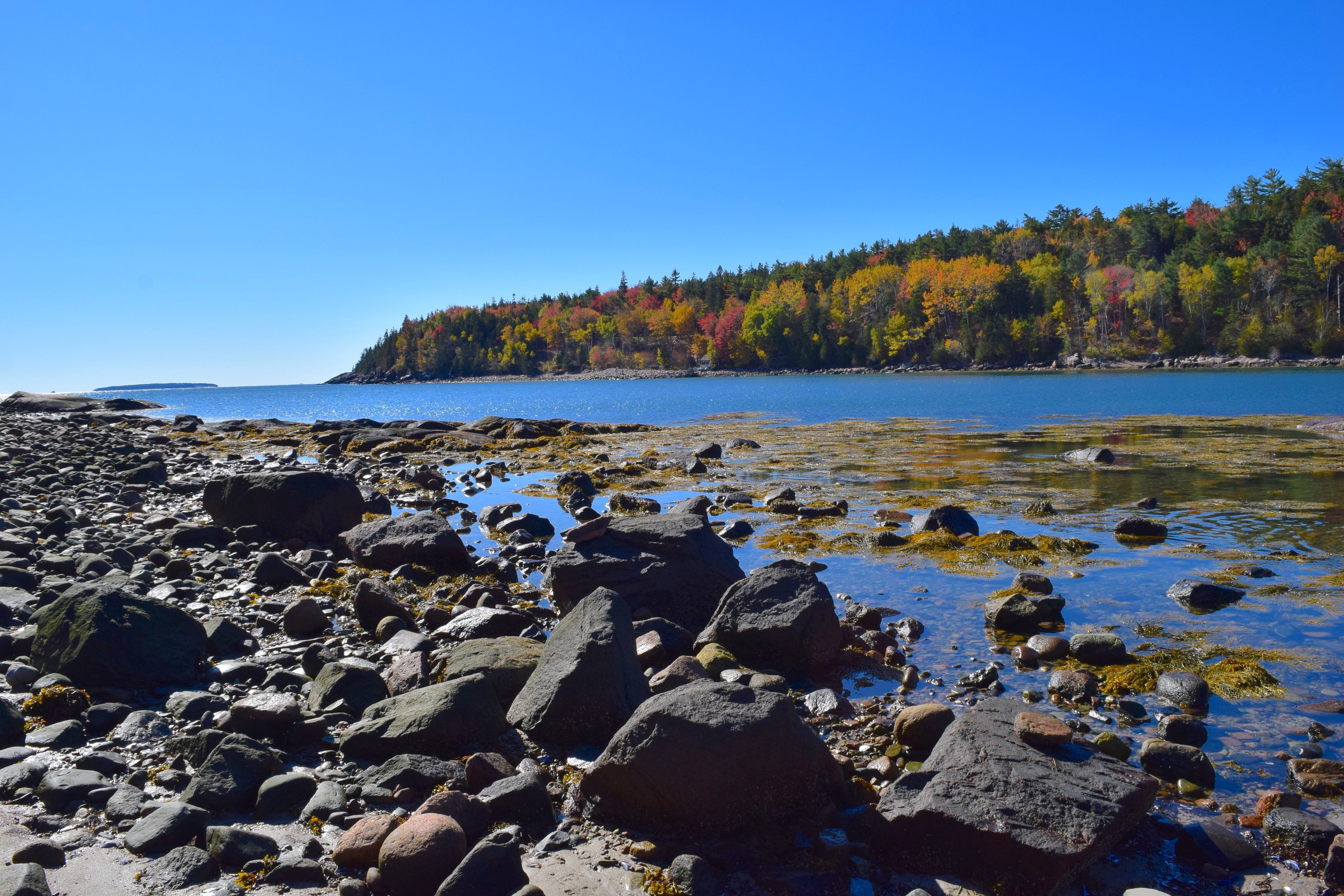 Shore Trees Rocks free image download