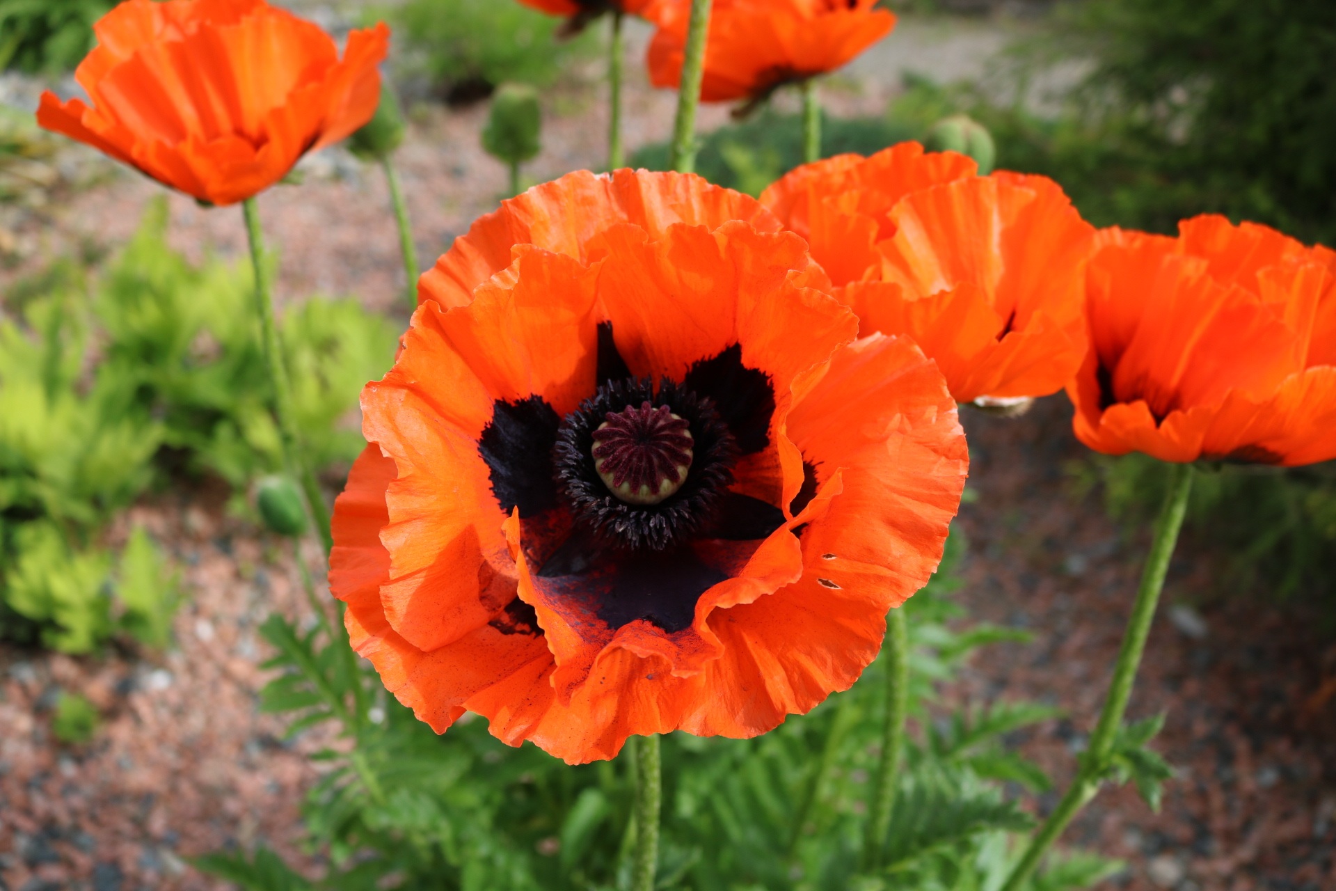 Poppy Oriental Flower free image download