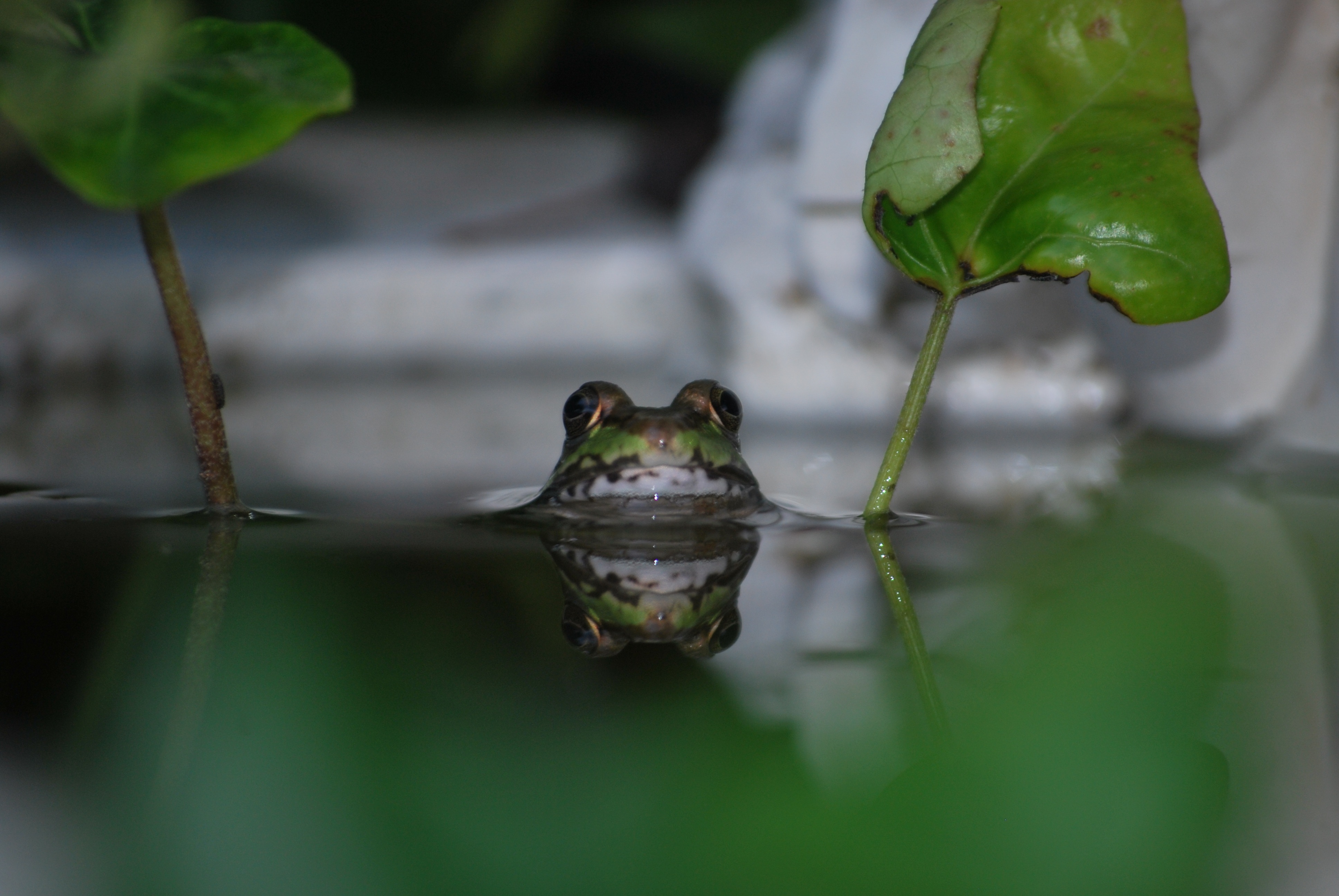 Frog In Water Amphibian free image download